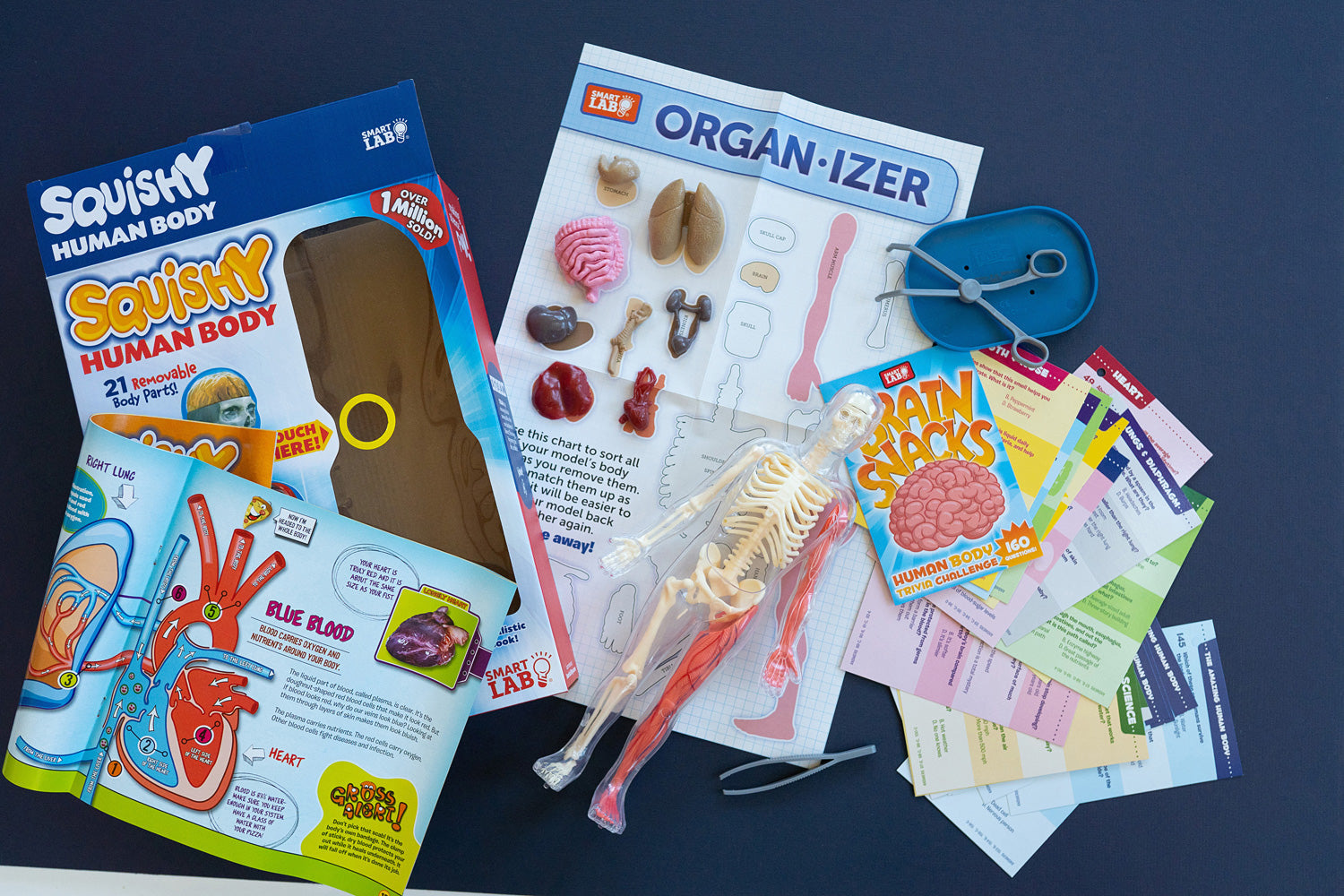 Smart Lab Squishy Human Body - Gingerbread House Toys